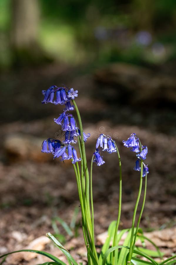 Spring Bluebells in Mid April 2020 Stock Photo - Image of hyacinthus ...