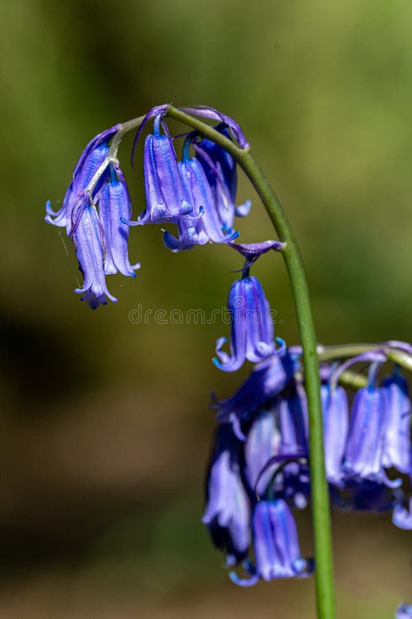 Spring Bluebells in Mid April 2020 Stock Photo - Image of 2020, botany ...