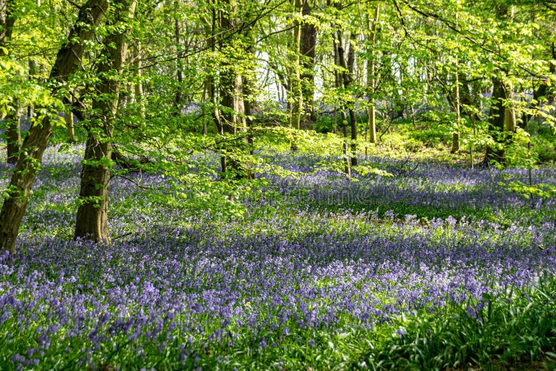 Springtime bluebell woods stock image. Image of meadow - 154628519