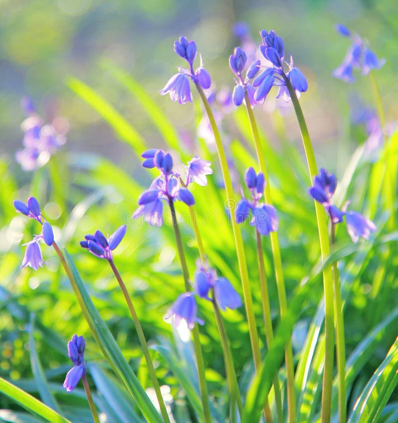 Springtime bluebells stock photo. Image of bluebells - 37857210