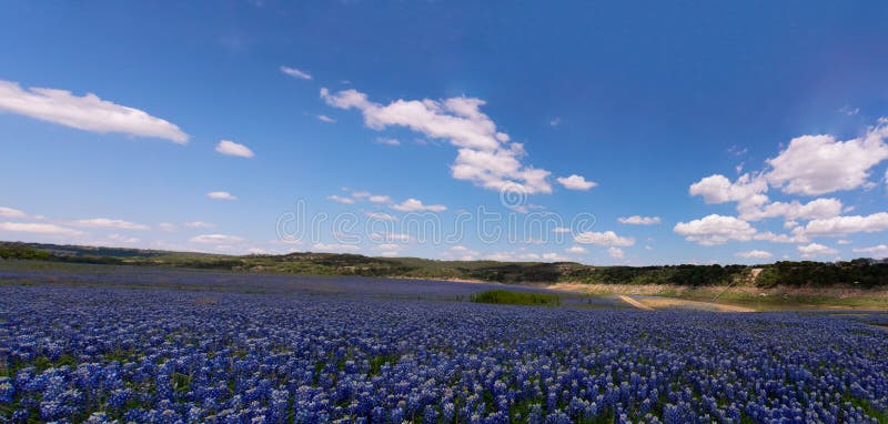 Springtime Bluebonnets in Muleshoe, Texas Stock Image - Image of texas ...
