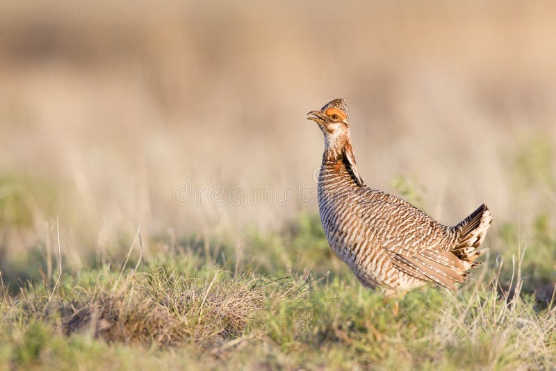 Springtime Booming of Lesser Prairie Chicken Stock Photo - Image of ...