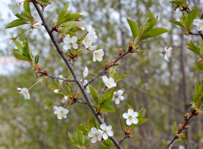 Springtime. Branch of Cherry Tree with Beautiful White Flowers Stock ...
