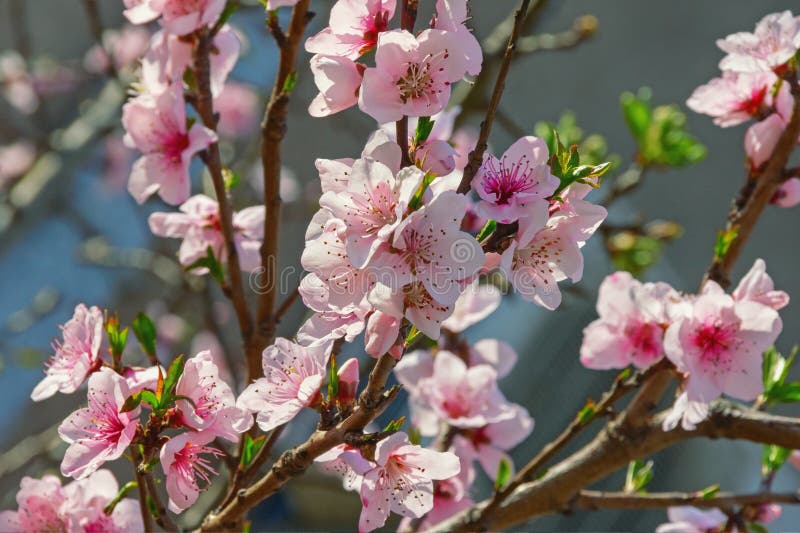 Springtime. Branches of Almond Tree with Pink Flowers Stock Image ...