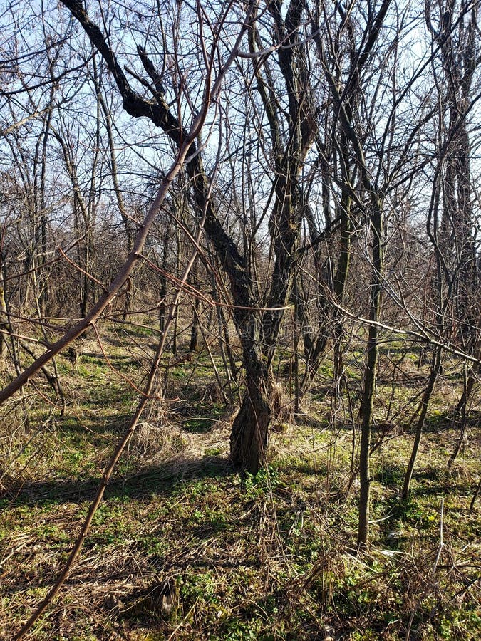 Springtime. Branches of the Forest Belt Broken by the Wind Stock Image ...
