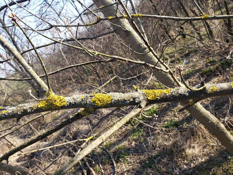Springtime. Branches of the Forest Belt Broken by the Wind, Moss on the ...