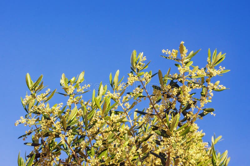 Branches of Olive Tree with Leaves and Flowers Against Blue Sky Stock ...