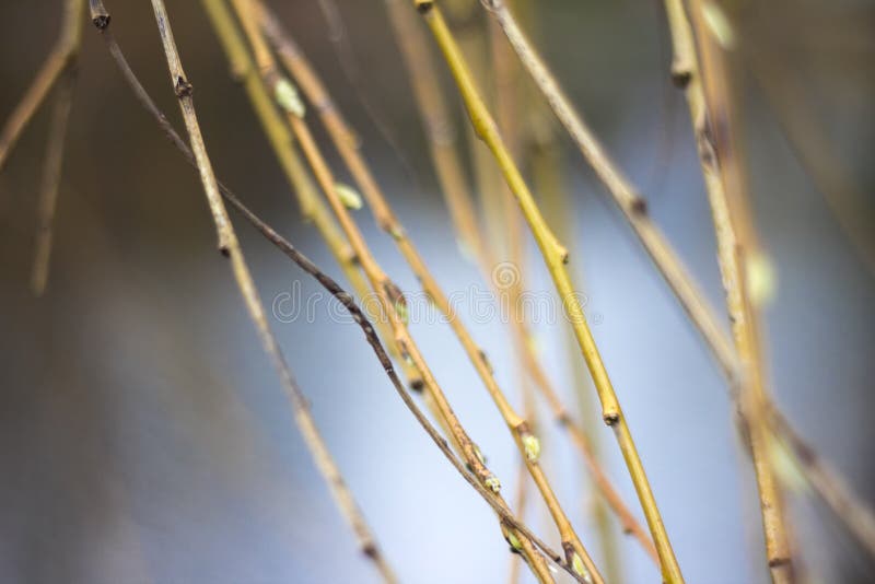 Springtime Branches stock photo. Image of surrounded - 87864258