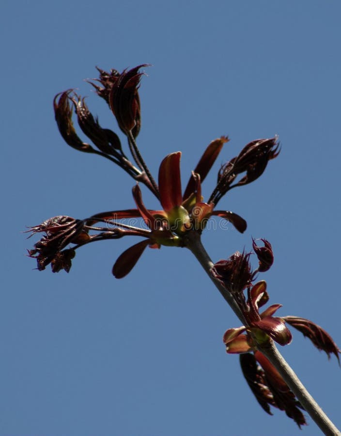 Budding tree stock photo. Image of vaughan, tree, maine - 118738000