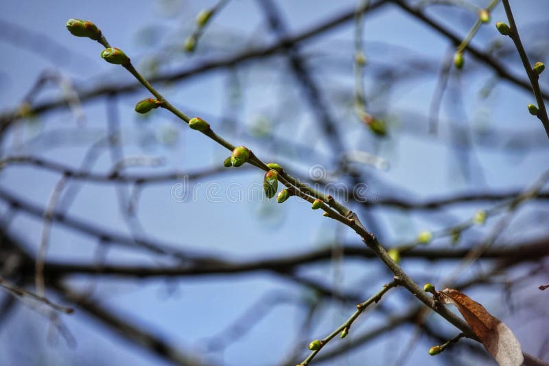 Springtime Buds in Morarilor Park Trees Stock Image - Image of ...