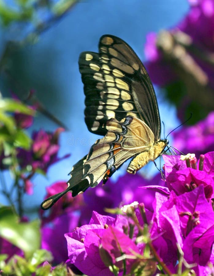 Happy Spring Images With Butterflies