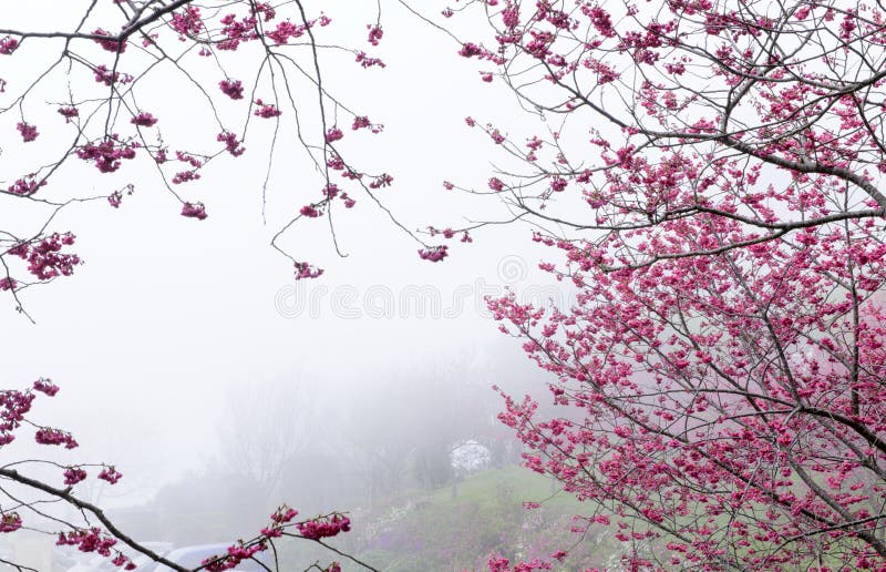 Cherry Flower with Fog in the Garden Stock Image - Image of blossoming ...