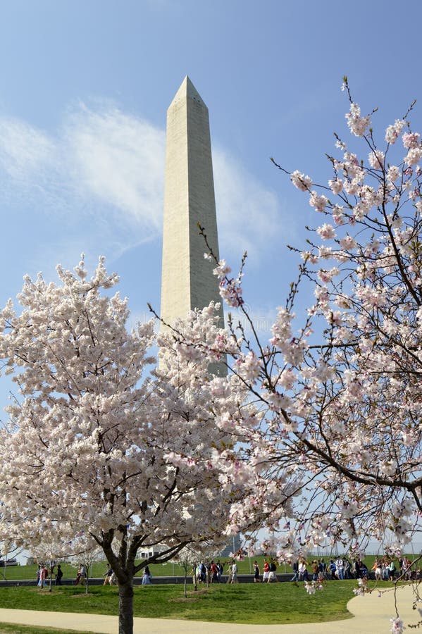 Springtime Cherry-blossom Trees Against the Backdrop of Washington ...