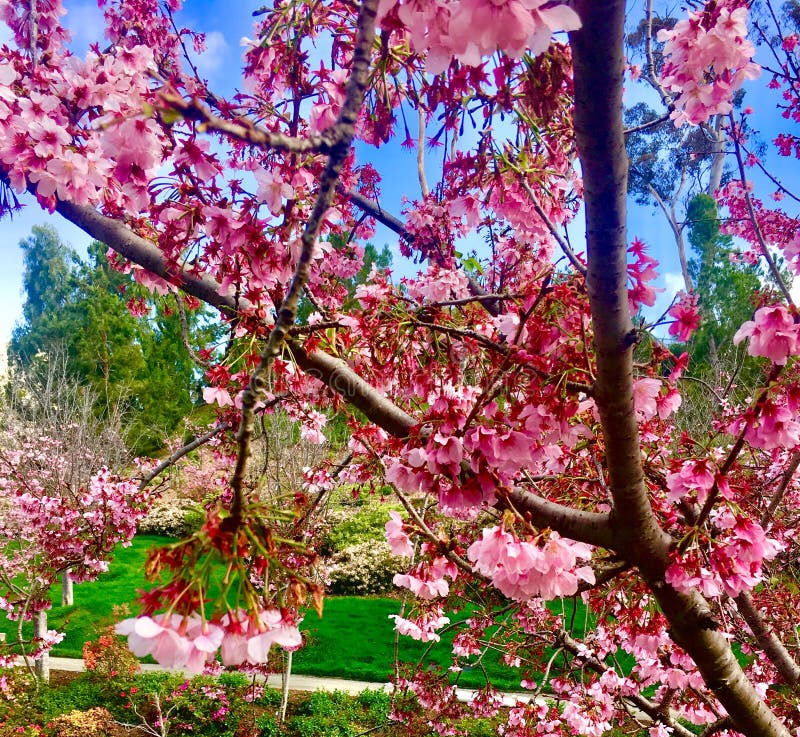 Springtime cherry blossoms stock photo. Image of blossoms - 166059470