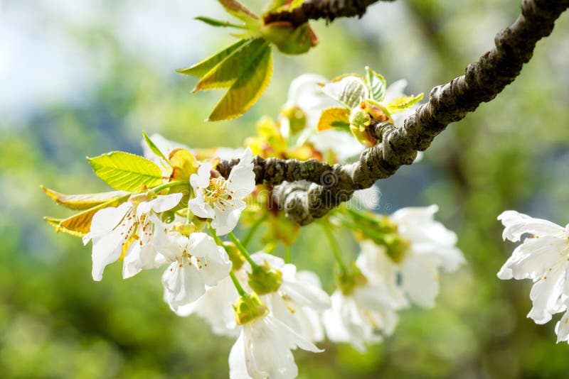 Springtime - cherry tree stock image. Image of delicate - 114359633
