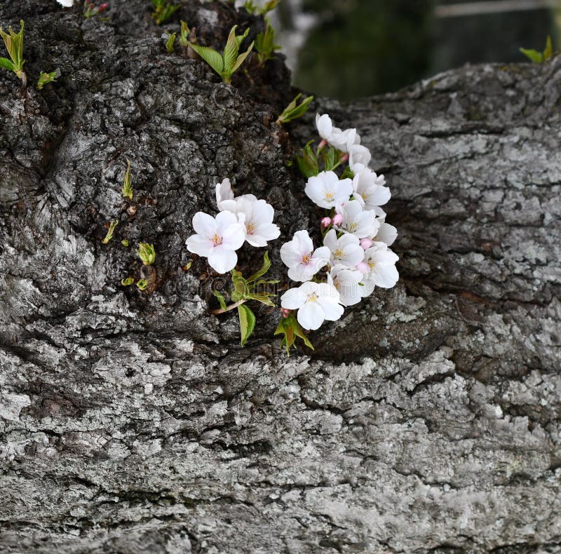Springtime Cherry Tree Trunk Close-up Stock Photo - Image of march ...