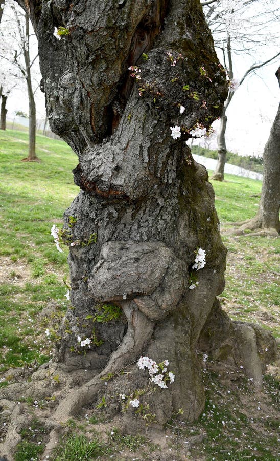 1,089 Cherry Trunk Texture Stock Photos - Free & Royalty-Free Stock ...