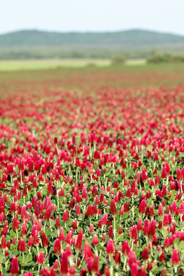 Springtime in a Cloudy Day in a Red Clover Field Stock Image - Image of ...