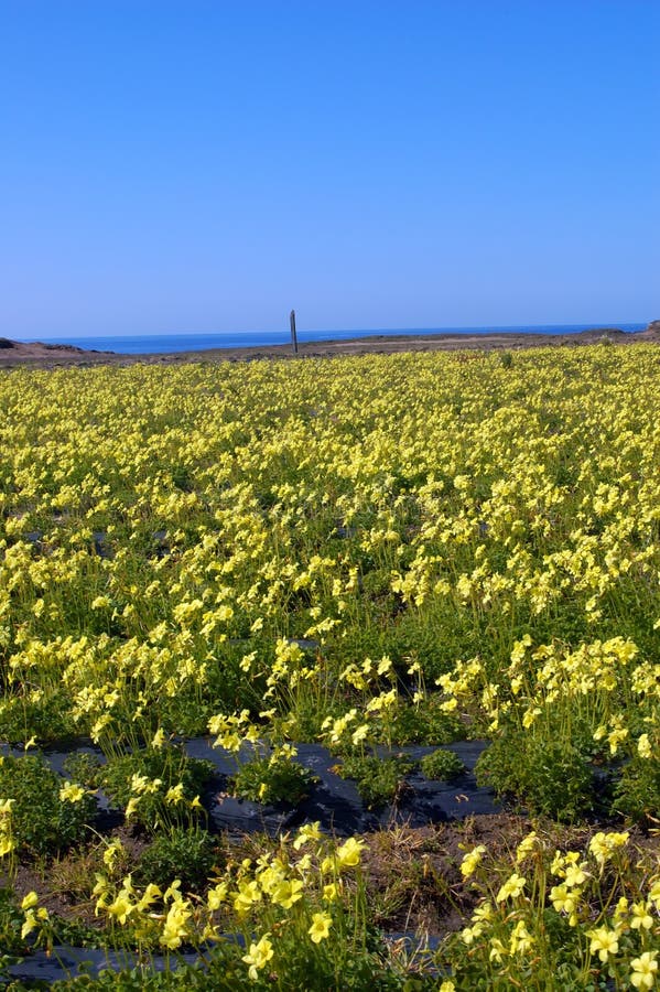 Springtime coastal meadow stock photo. Image of idyllic - 561956
