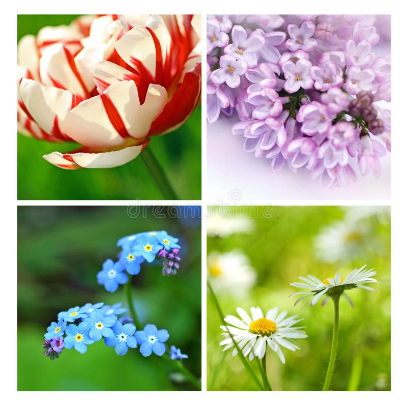 Springtime Collage of Beautiful Flowers Stock Photo - Image of daisies ...