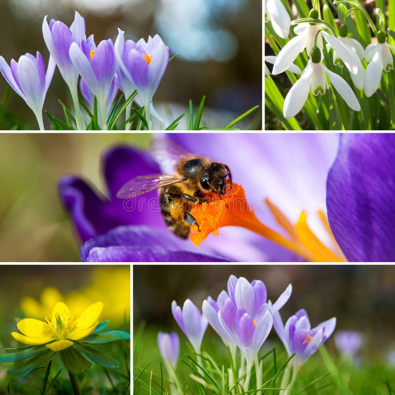 Spring collage stock image. Image of growth, daisy, color - 28793985