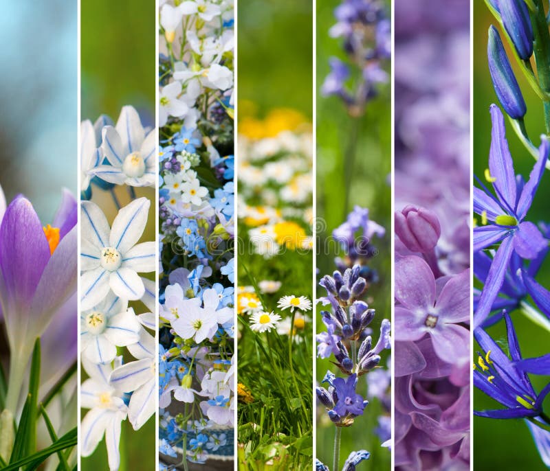 Spring collage stock image. Image of lantern, plum, purple - 28794139