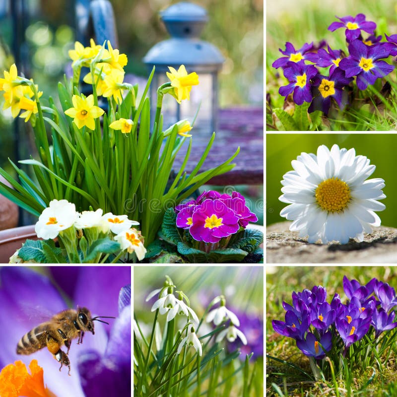 Spring collage stock image. Image of lantern, plum, purple - 28794139