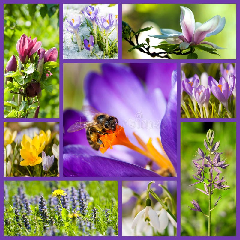 Springtime collage stock photo. Image of tulips, green - 42082366