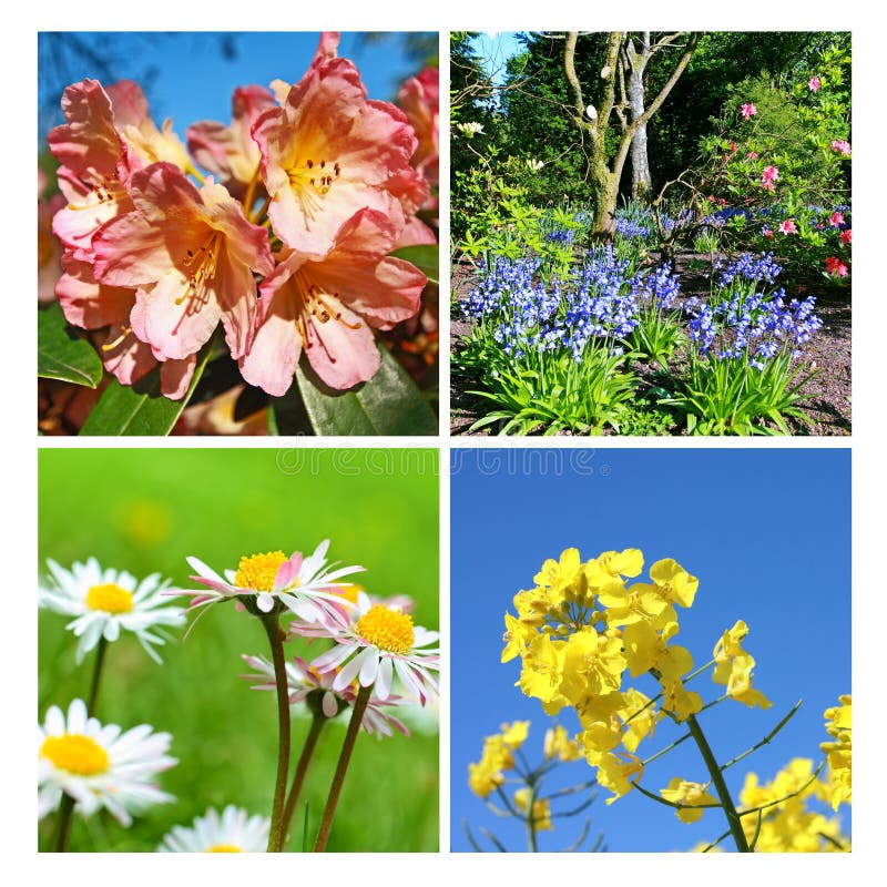 Springtime Collage of Fresh Flowers Stock Photo - Image of collage ...