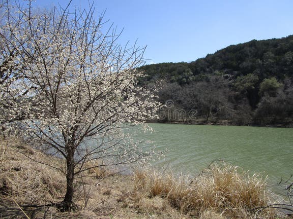 Springtime in Colorado Bend State Park Stock Image - Image of leaf ...