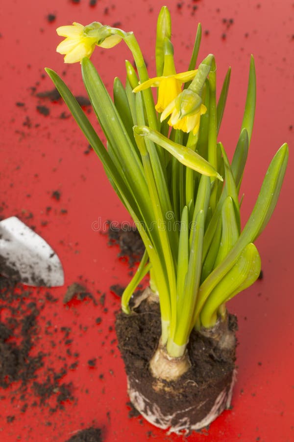 Springtime is comming stock photo. Image of balcony, soil - 24020686