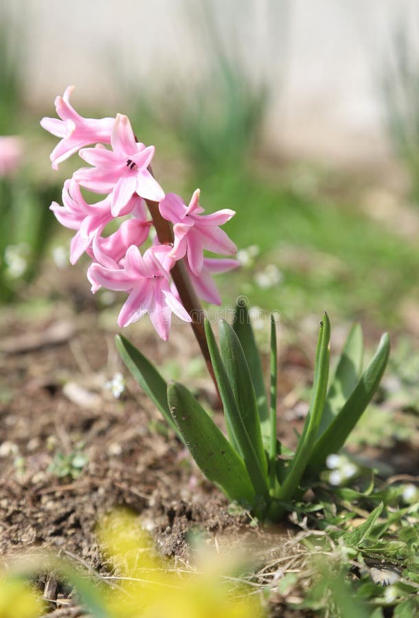A Springtime Concept with Beautiful Fresh Plants in a Sunny Garden ...