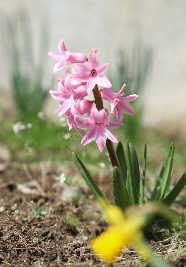 A Springtime Concept with Beautiful Fresh Plants in a Sunny Garden ...