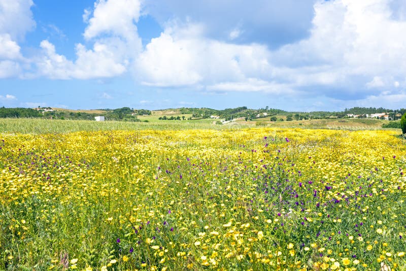 Springtime in the Countryside Stock Image - Image of blossom ...