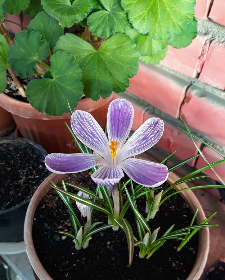 Springtime Crocus in the Flower Pot - Crocus Ligusticus Stock Image ...