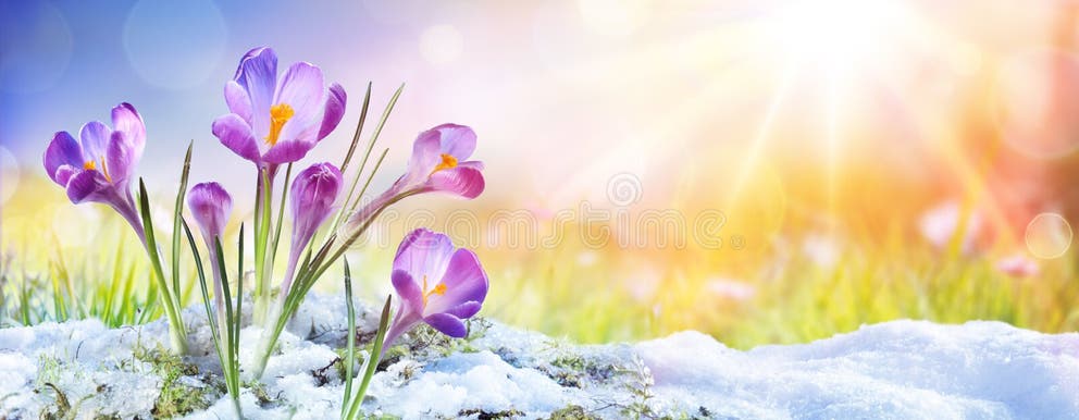 104,578 Crocus Tomsinianus Stock Photos - Free & Royalty-Free Stock ...