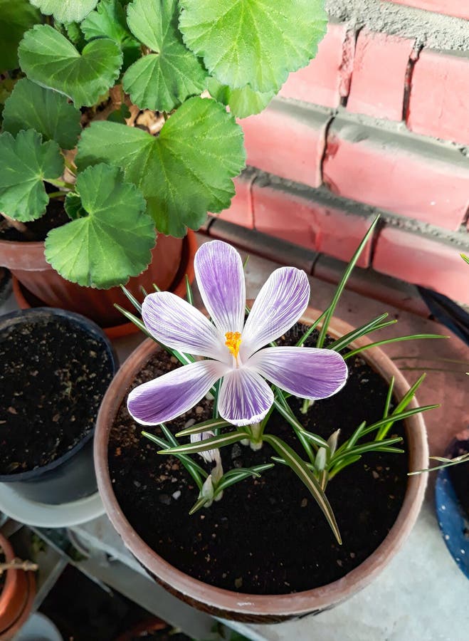 Springtime Crocus in the Flower Pot - Crocus Ligusticus Stock Image ...