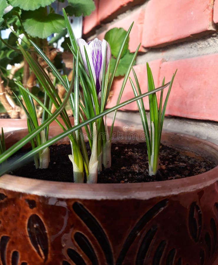 Springtime Crocus in the Flower Pot - Crocus Ligusticus Stock Photo ...