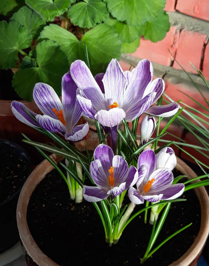 Springtime Crocus in the Flower Pot - Crocus Ligusticus Stock Photo ...