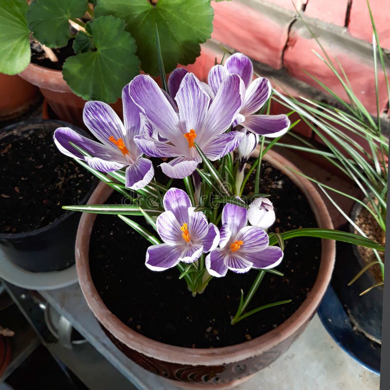 Springtime Crocus In The Flower Pot - Crocus Ligusticus Stock Photo ...