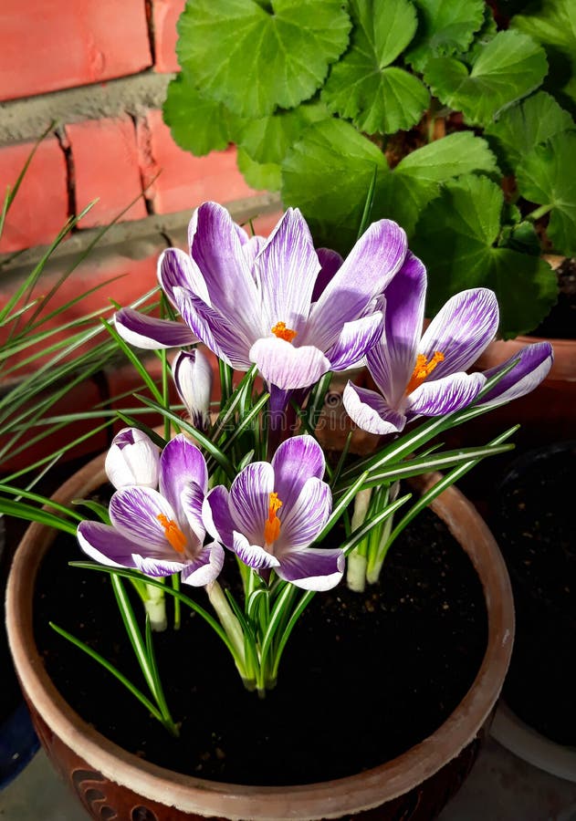 Springtime Crocus in the Flower Pot - Crocus Ligusticus Stock Image ...