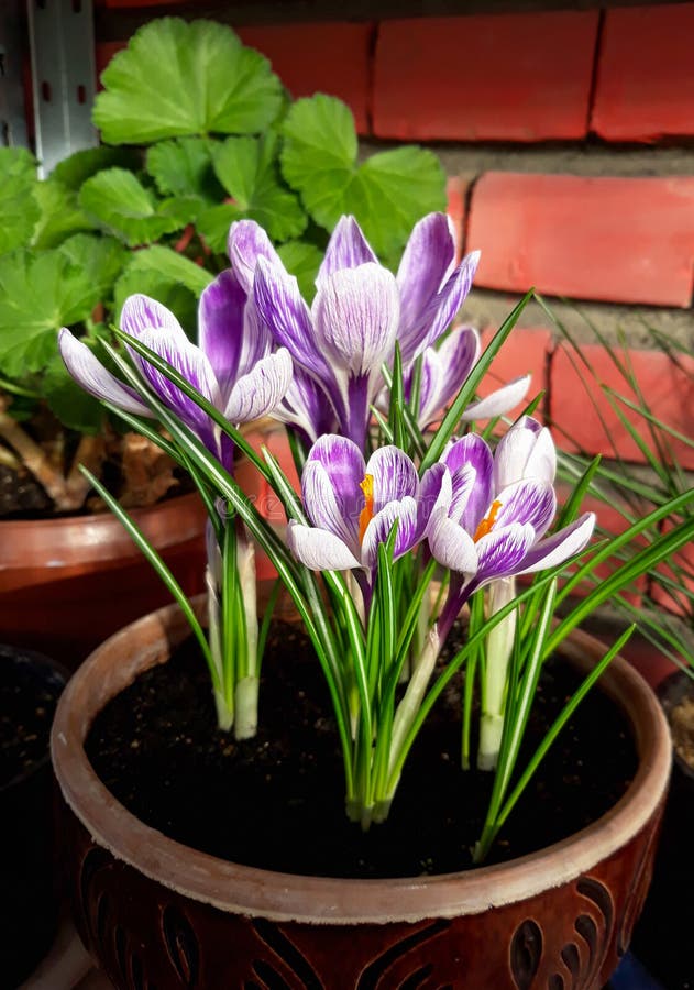 Springtime Crocus in the Flower Pot - Crocus Ligusticus Stock Image ...