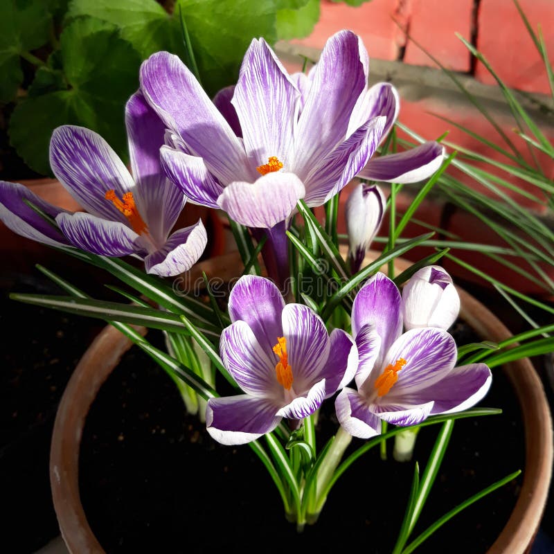 Springtime Crocus in the Flower Pot - Crocus Ligusticus Stock Image ...