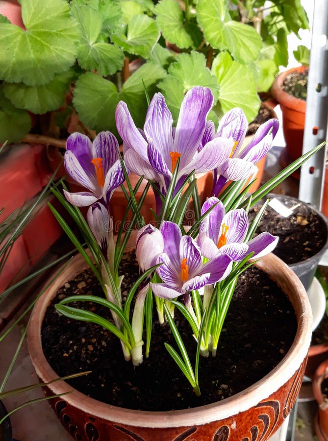 Springtime Crocus in the Flower Pot - Crocus Ligusticus Stock Photo ...