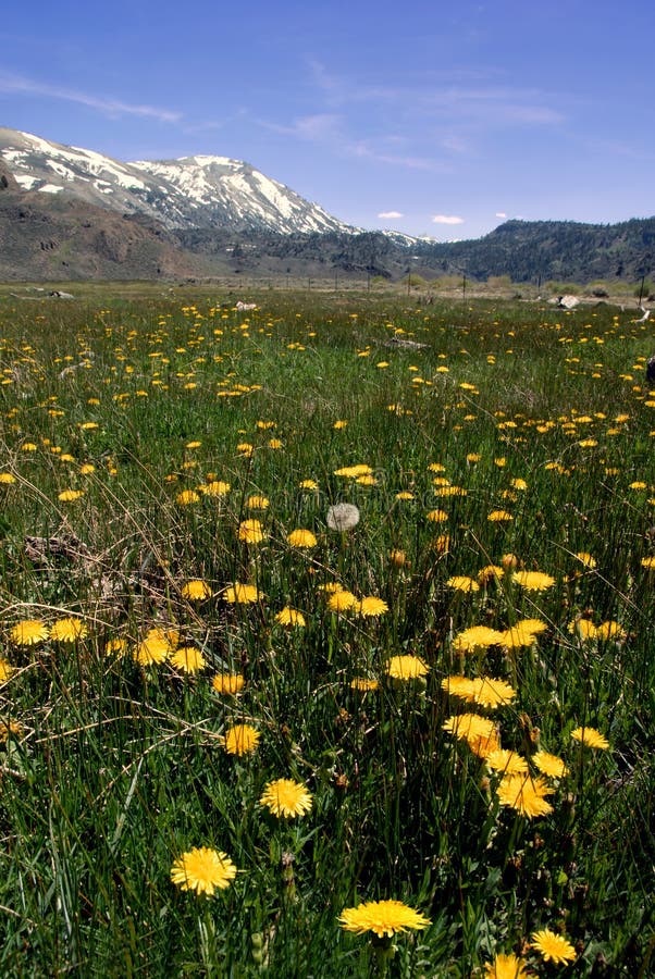 Springtime Dandelions in the Mountains Stock Photo - Image of blue ...