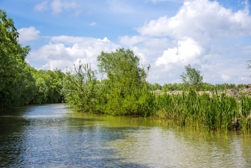 Springtime in Danube Delta stock photo. Image of animal - 186169160