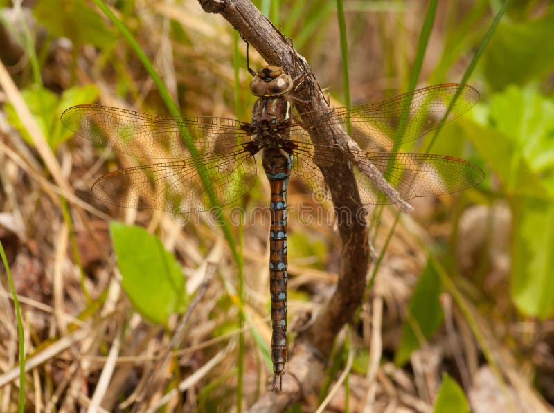Springtime Darner stock image. Image of ecosystem, dragonfly - 63176535