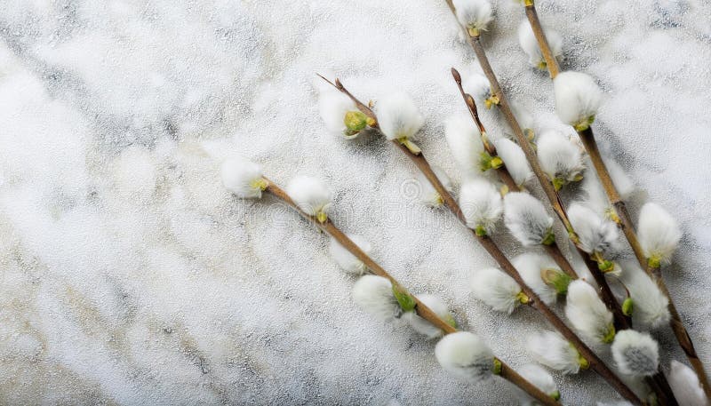 Springtime Display of Firefly Willow Branches on a Smooth Stone Surface ...