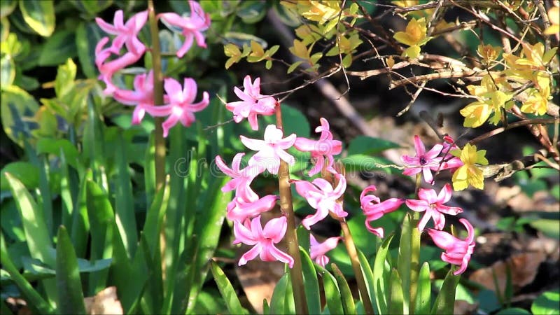 Springtime, Early Pink Flower Stock Video - Video of bright, beauty ...