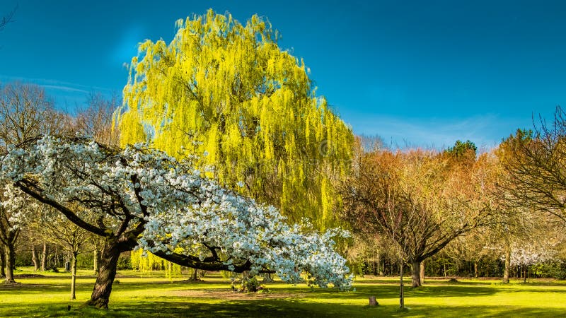 Springtime in an English Parkland. Stock Photo - Image of landscaping ...